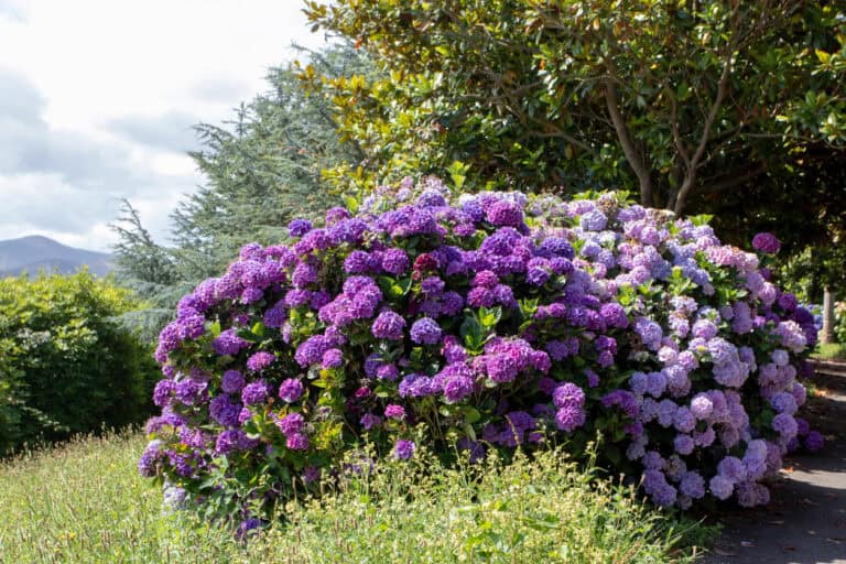 March Hydrangea Care: Essential Tasks To Prepare For Spring Blooms