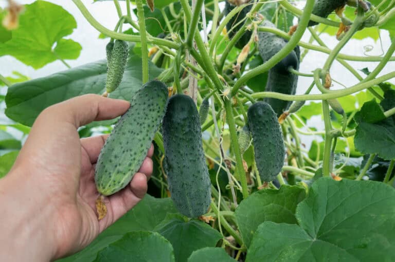 9 Common Cucumber Growing Problems (And How To Fix Each One)