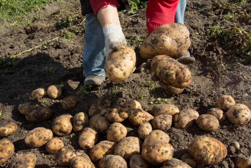 12 Must-Know Tips For Growing The Best Potatoes In Your Garden!