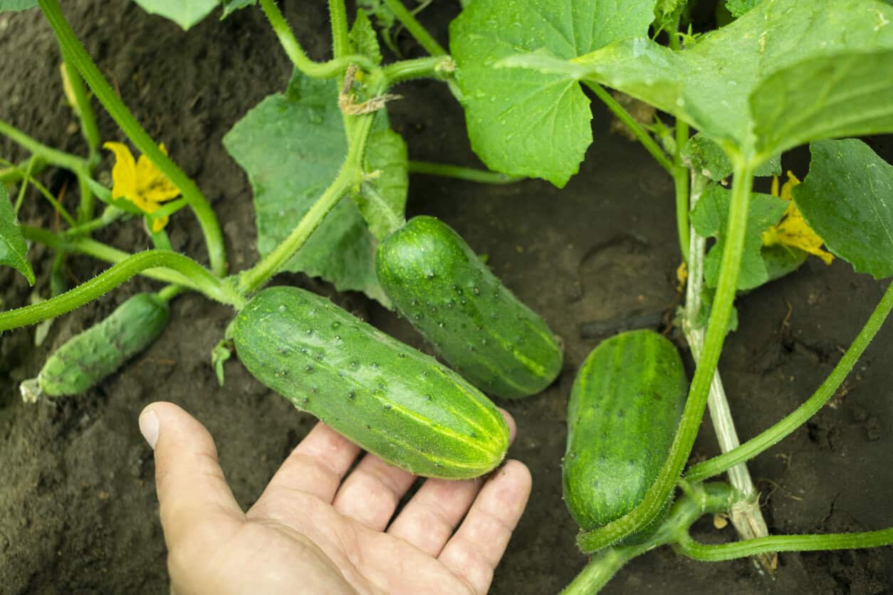 12 Super Tips For Growing Loads Of Cucumbers - Easy Guide