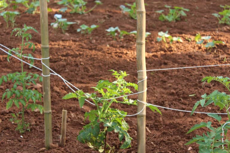 8 Tomato Support Ideas That Keep Plants Upright & Loaded With Fruit