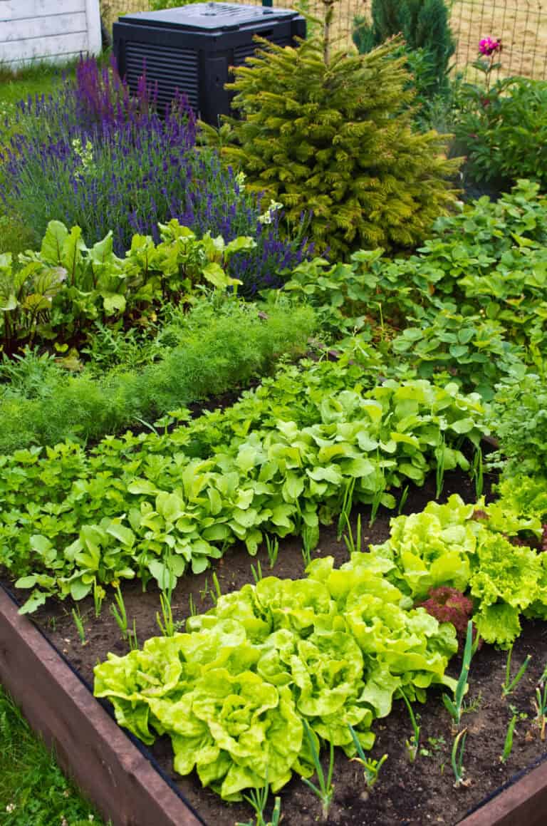 10 Companion Plants That Naturally Repel Garden Pests