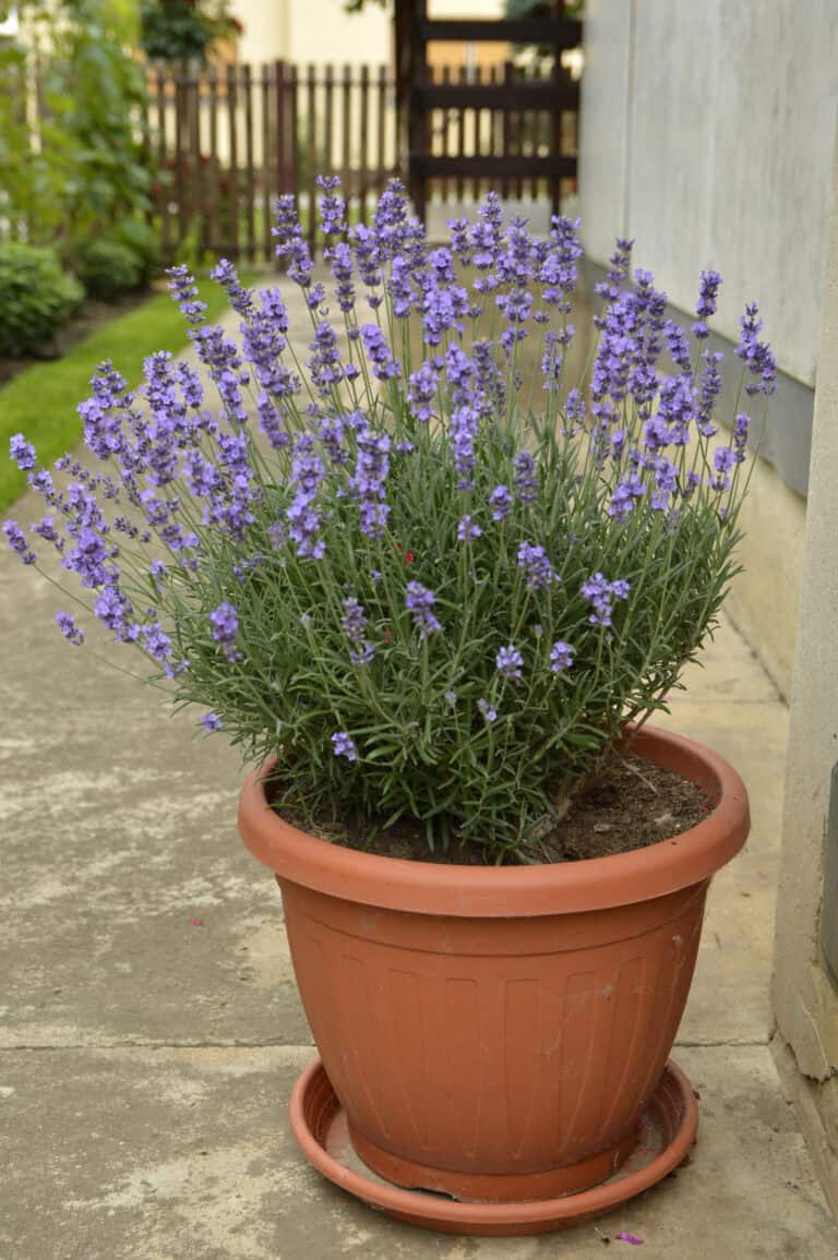 When to Fertilize Lavender for the Most Fragrant Blooms