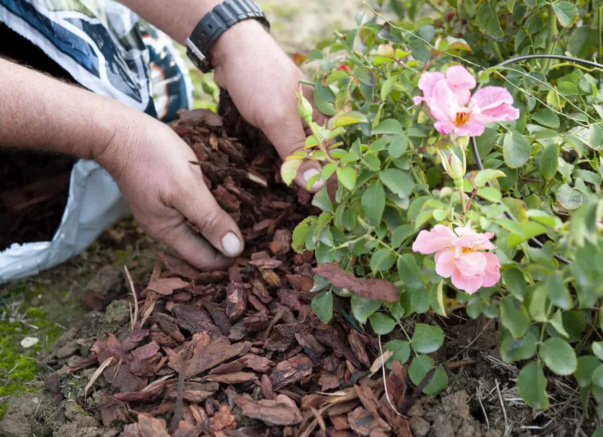 9 Super Tips To Bigger Rose Blooms This Summer