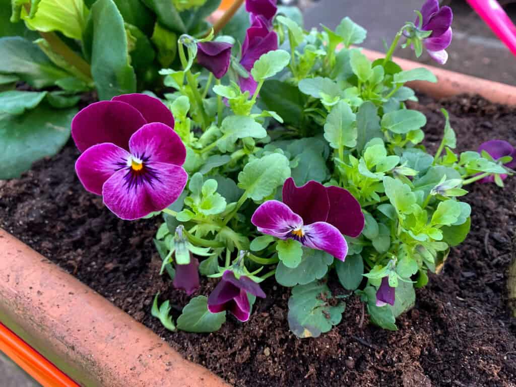 12 Cold & Frost Tolerant Annuals To Grow In Cool Weather