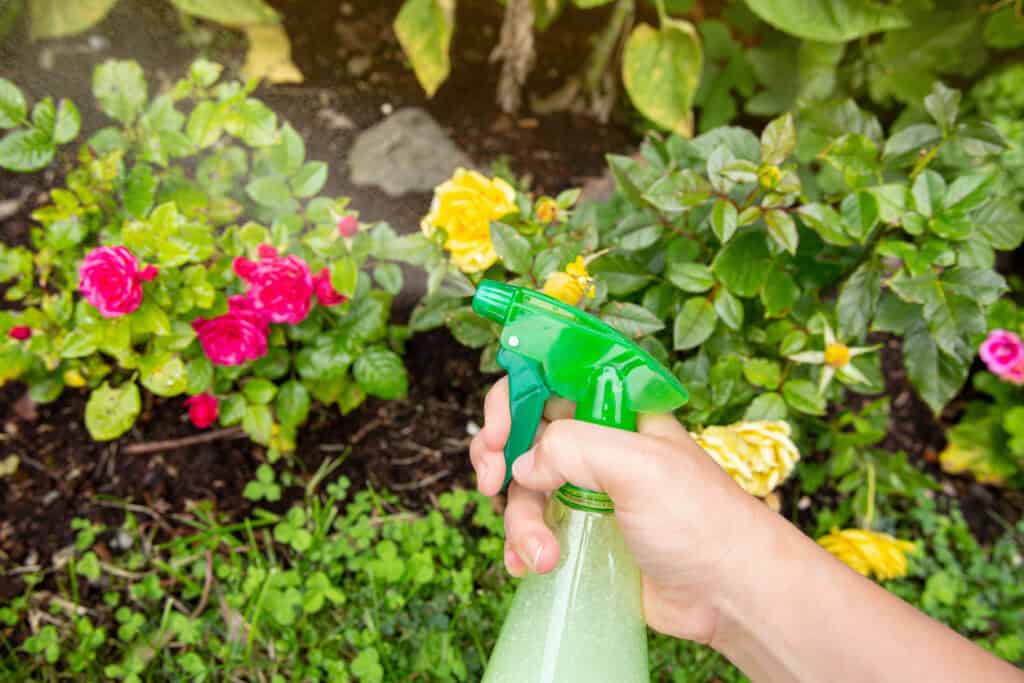 The Best Natural Garden Sprays For Pest Control – No Chemicals Needed