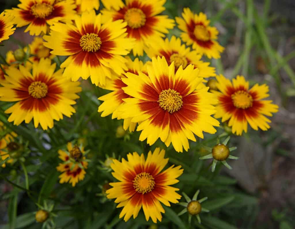 14 Stunning Flowers to Plant in May for a Bloom-Filled Summer