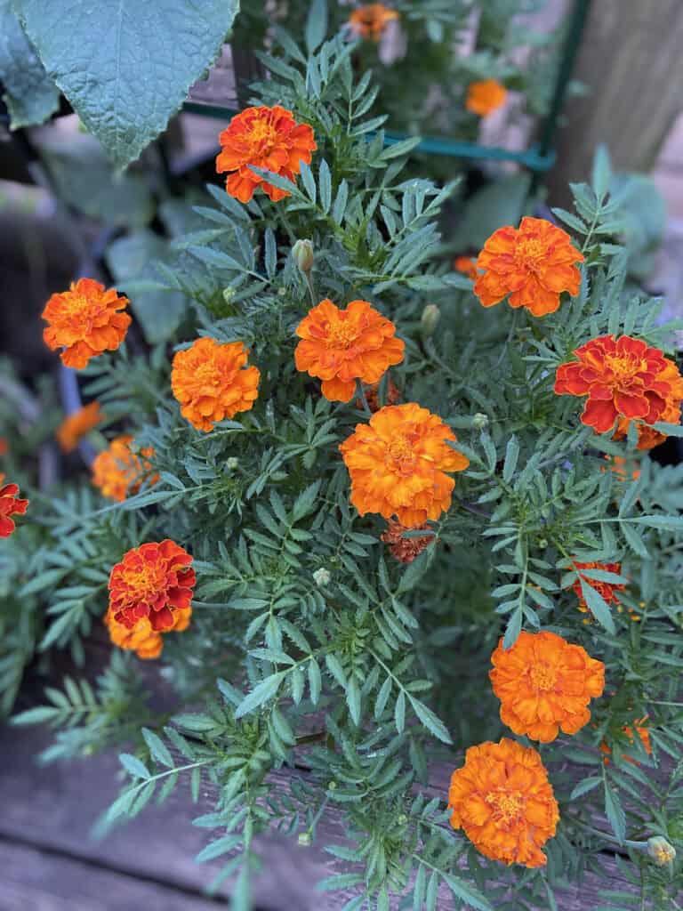 Do You Need to Deadhead Marigolds? Here's What Experts Say