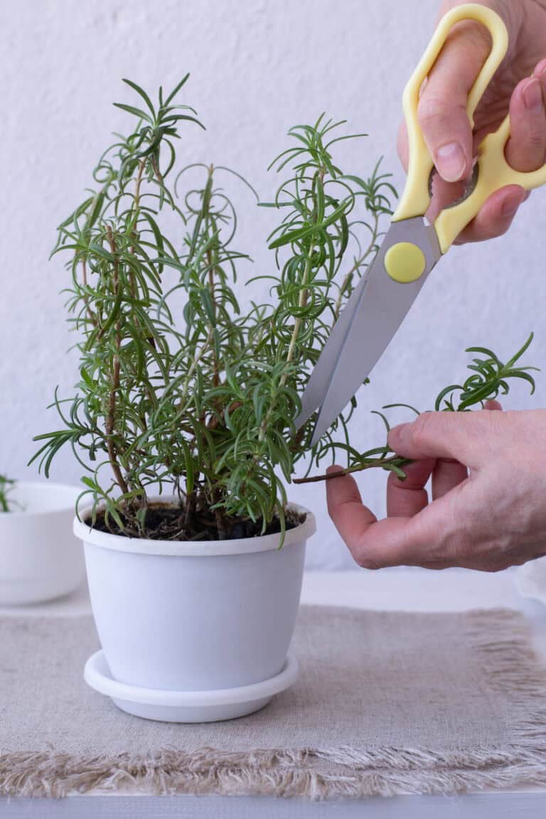 9 Popular Herbs That Need Regular Pruning For Healthier Growth