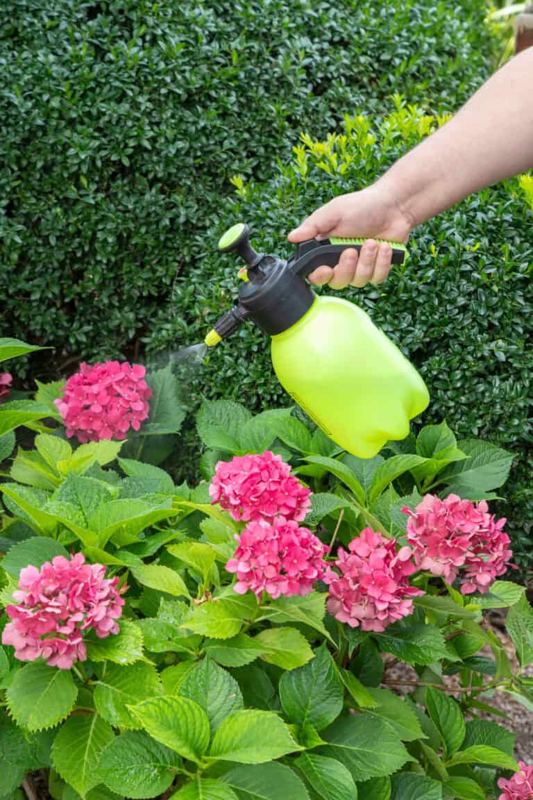 The Best Natural Garden Sprays For Pest Control – No Chemicals Needed