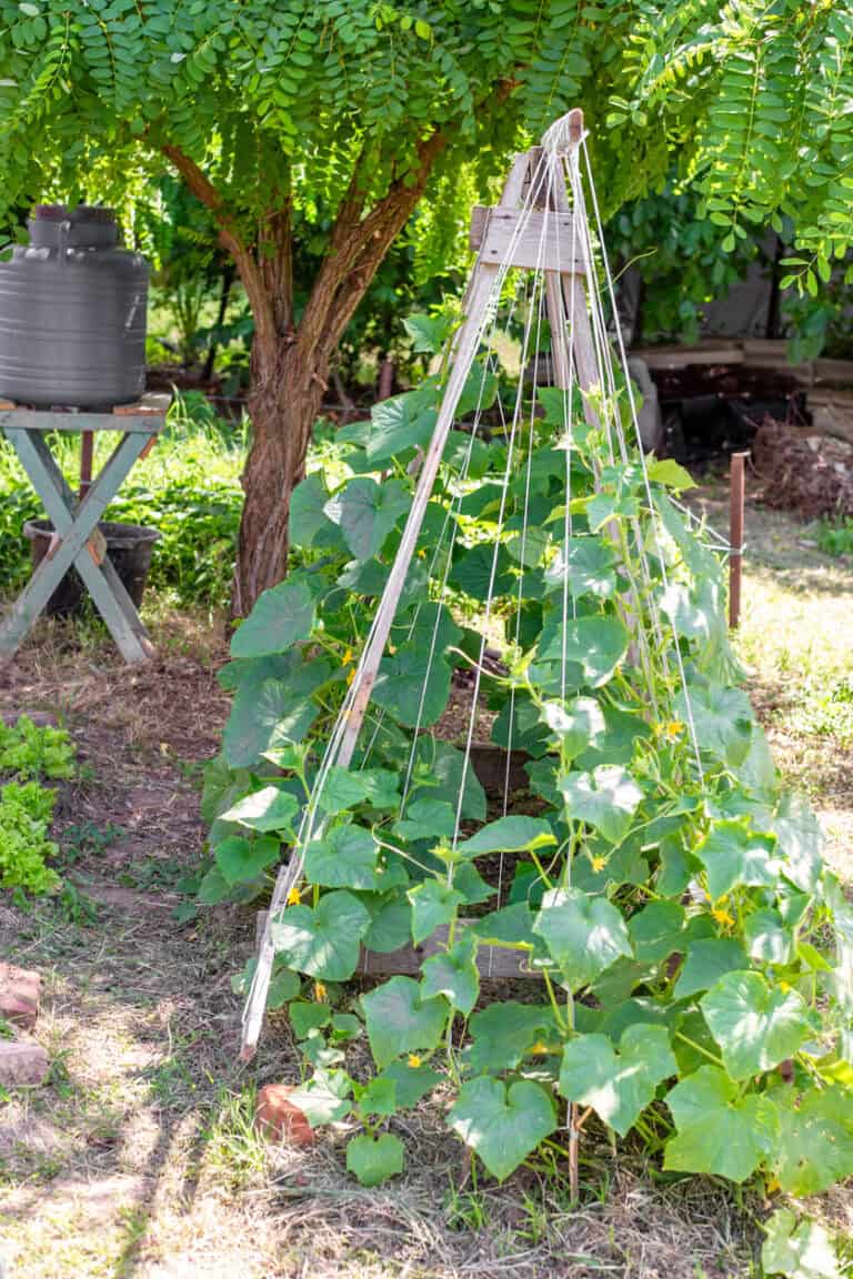 7 Easy Cucumber Trellis Ideas That Maximize Space & Boost Your Harvest