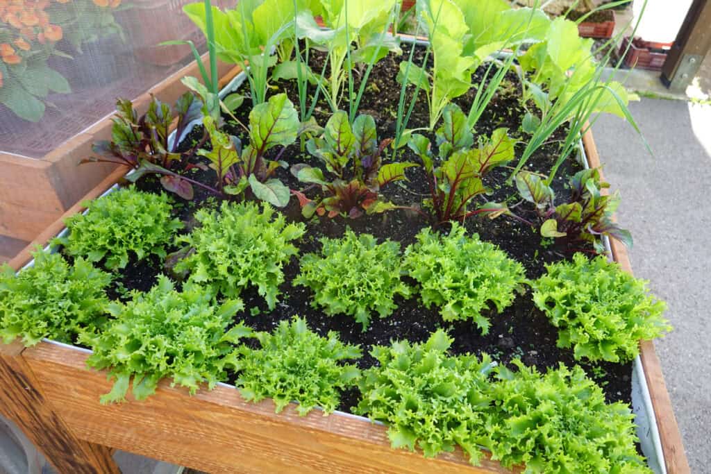 12 High-Yield Vegetables to Grow in Small Spaces