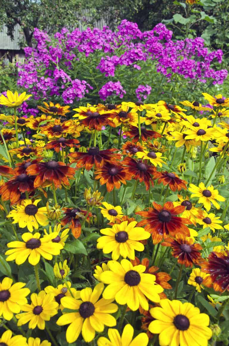 11 Flowers To Direct Sow In Spring For Easy Color All Summer