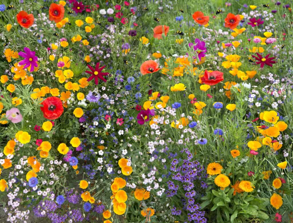 11 Self-Seeding Flowers That Provide Continuous Seasonal Color