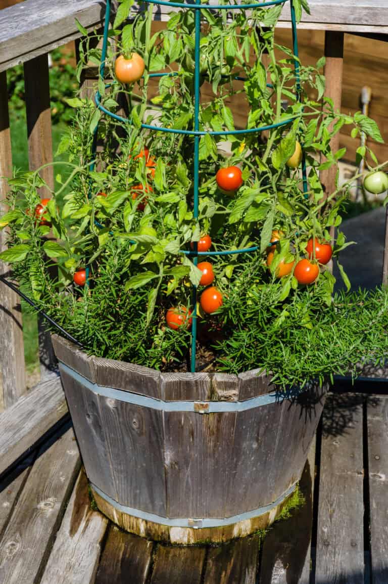 8 Tomato Support Ideas That Keep Plants Upright & Loaded With Fruit