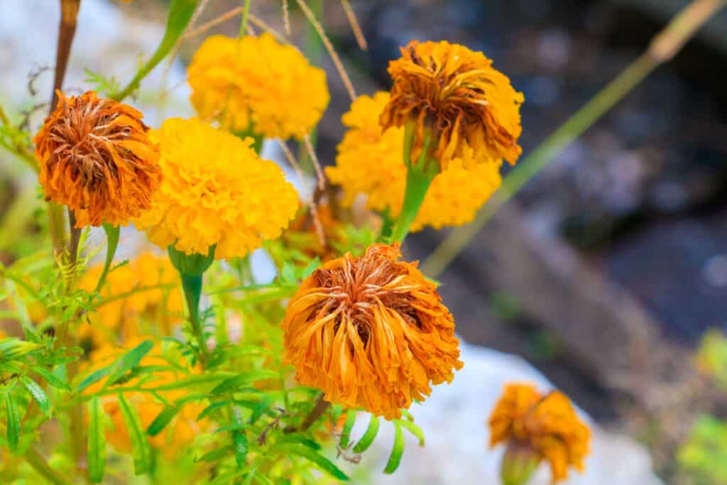 Do You Need to Deadhead Marigolds? Here's What Experts Say