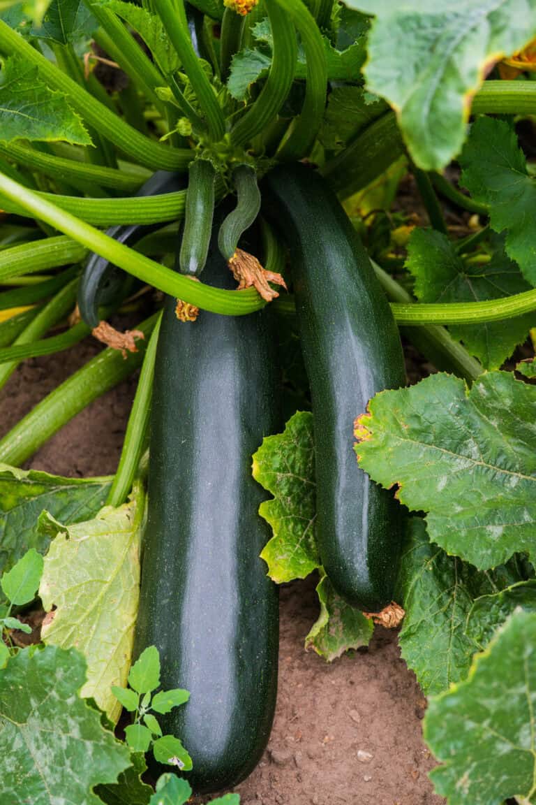 12 Tips for Growing Zucchini That Actually Deliver a Big Harvest