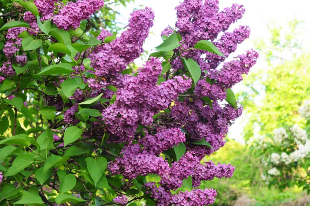 Spring Flower Maintenance Guide: What To Cut Back & What To Leave Alone