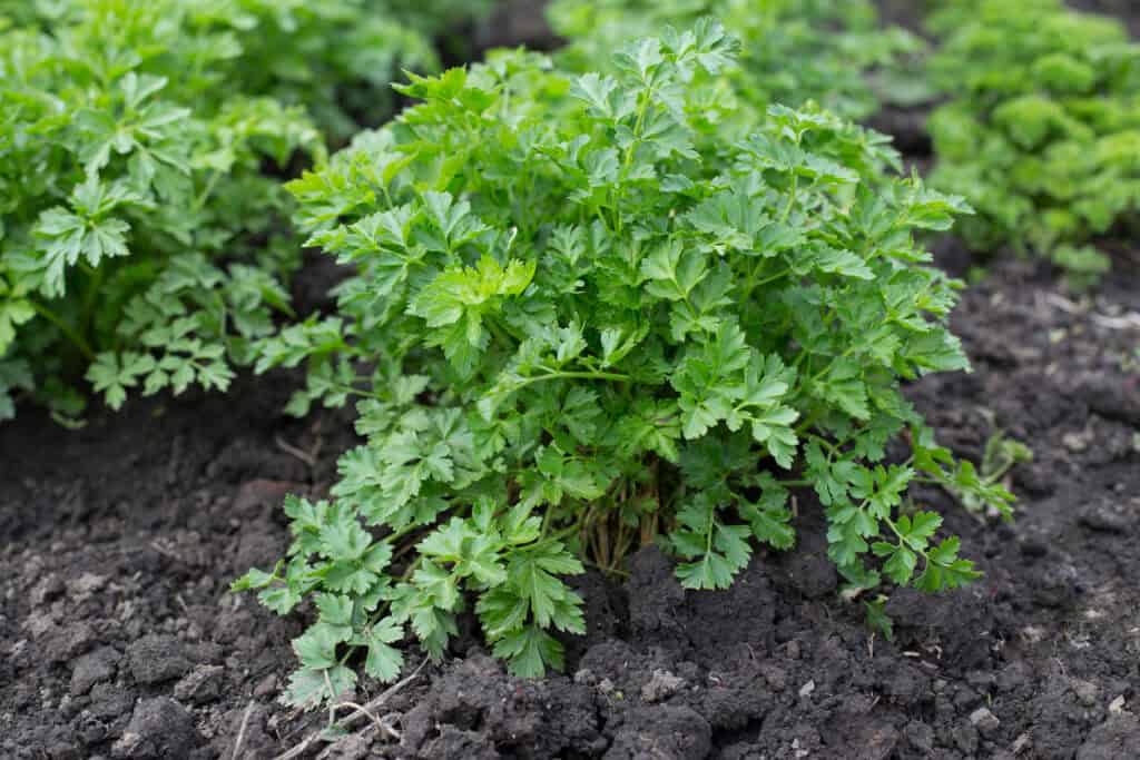 What To Plant In Shallow Raised Beds (Under 12 Inches Deep)