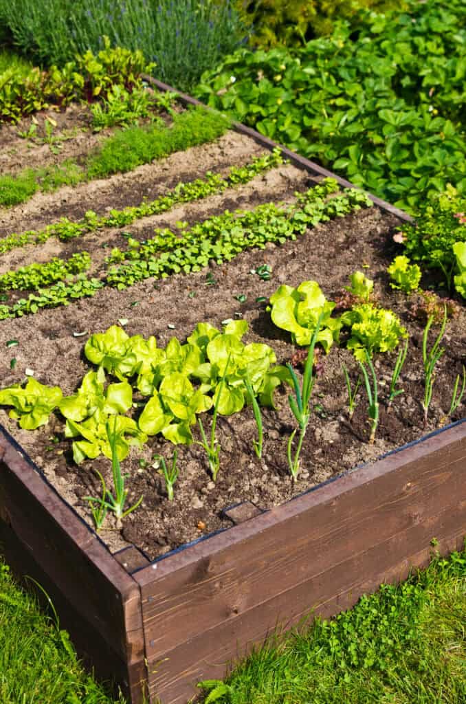 What To Plant In Shallow Raised Beds (Under 12 Inches Deep)