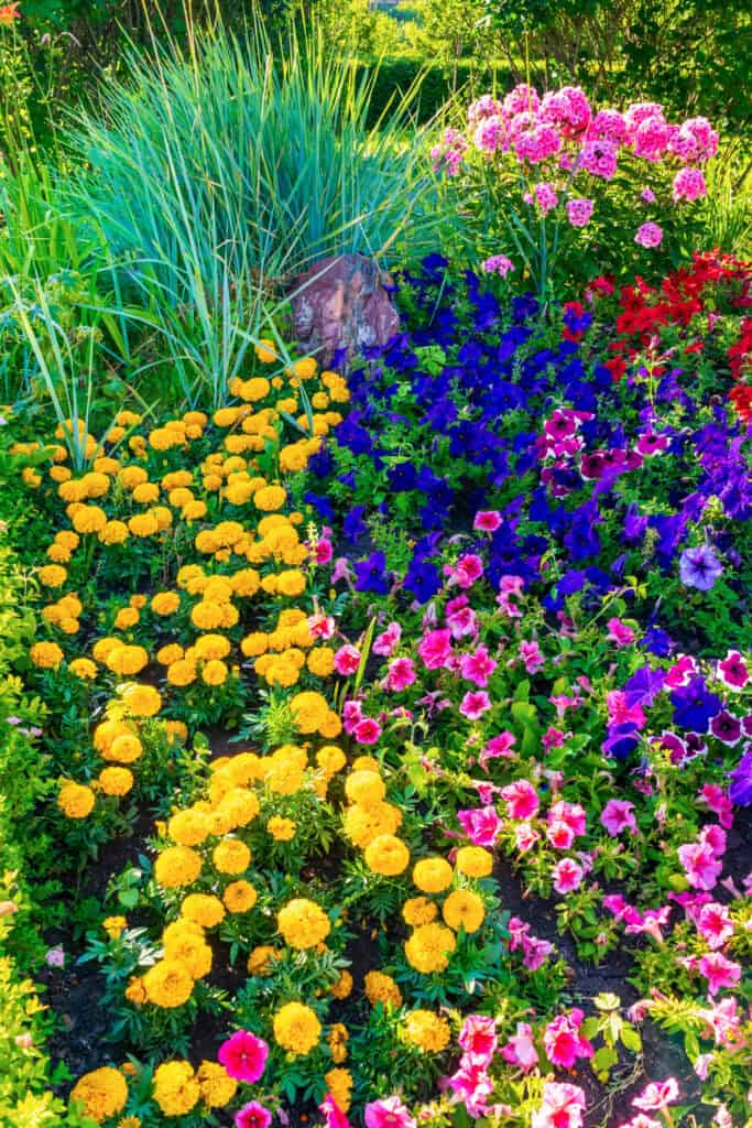 8 Stunning Flowers to Plant in May for Nonstop Summer Color