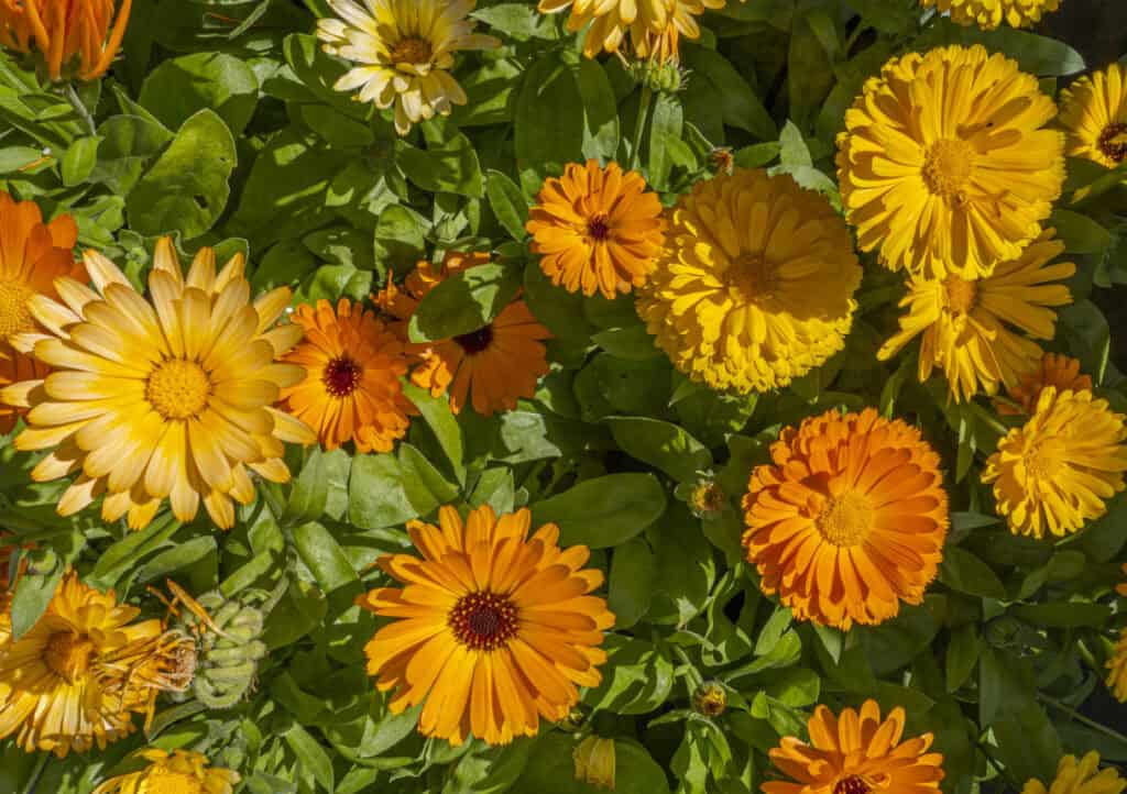 12 Fast-Blooming Flowers That Burst Into Color In Under 60 Days