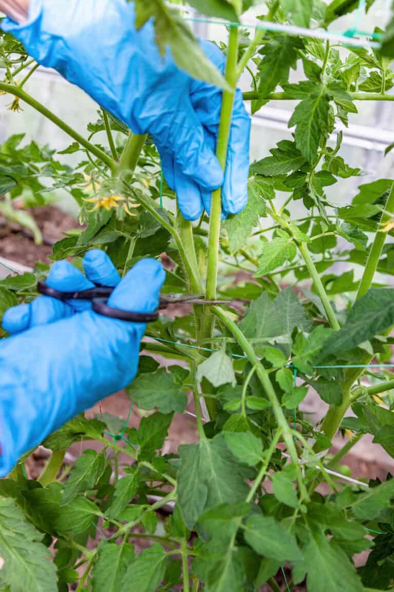 9 Crops That Need Pruning To Produce More (& How to Do It Right)