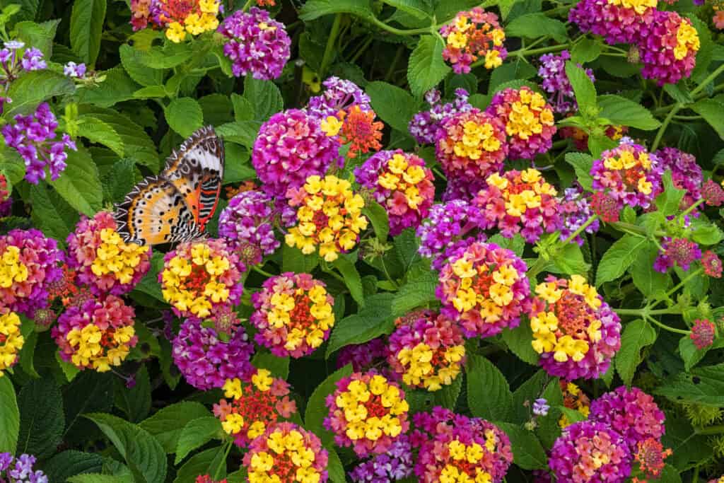 11 Flowers That Change Color As They Grow