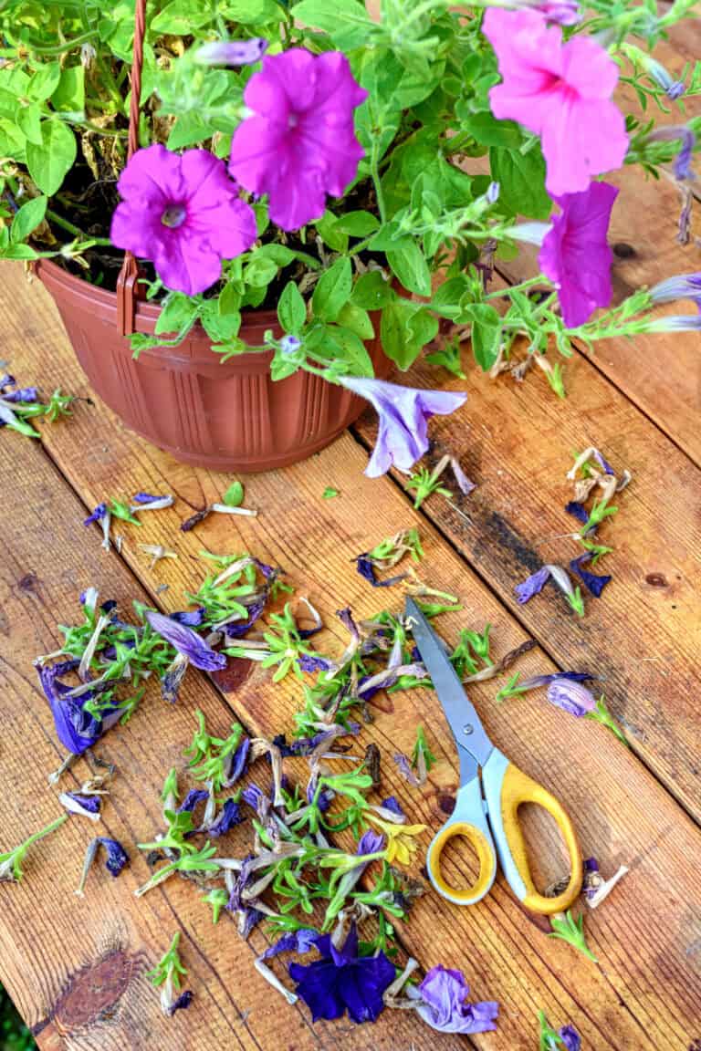 How to Deadhead Petunias for Fuller, Longer-Lasting Color
