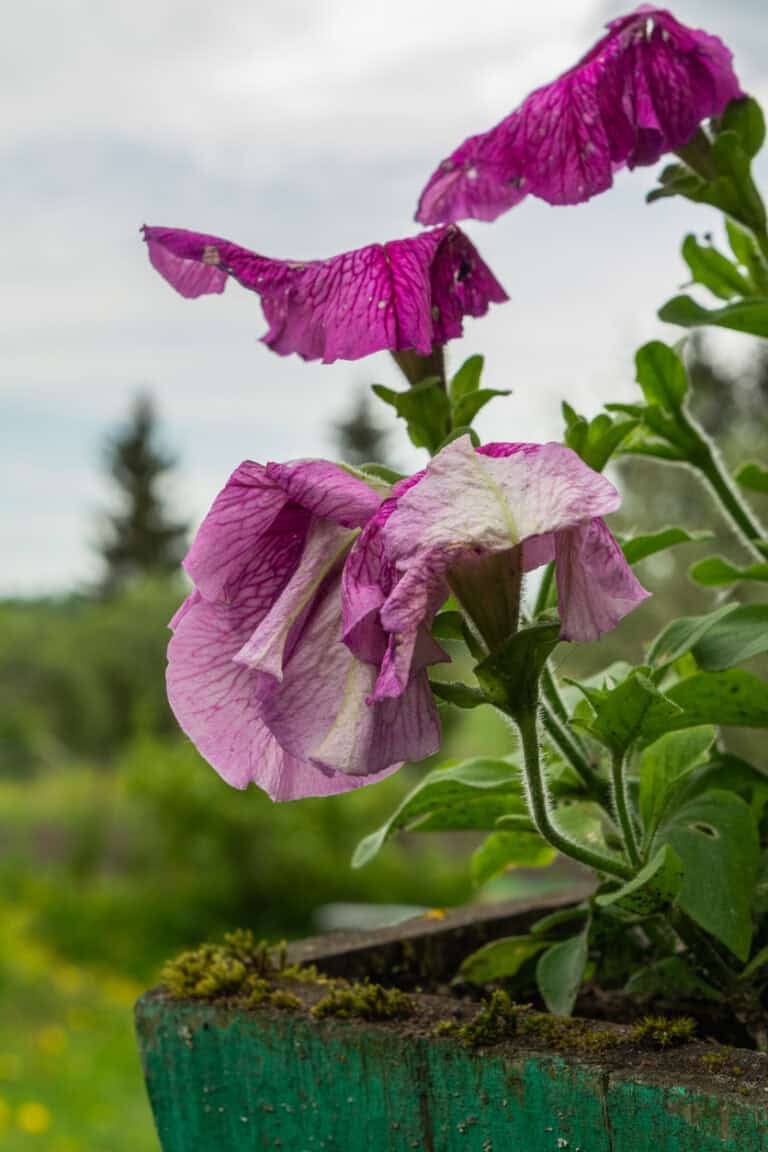 How To Fertilize Petunias For Continuous Blooms All Season
