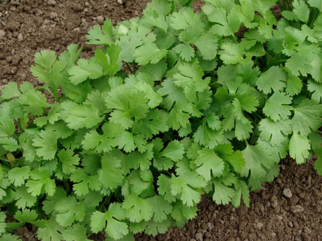 What To Plant In Shallow Raised Beds (Under 12 Inches Deep)