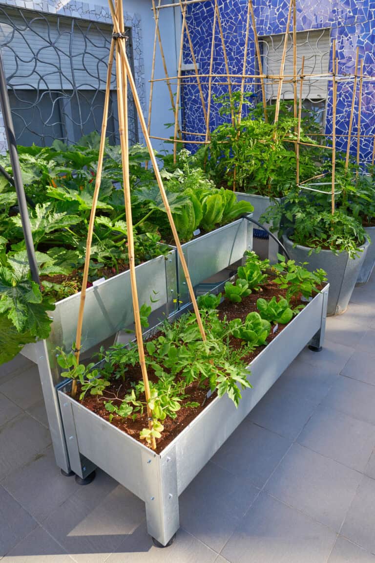 9 Companion Plants That Thrive Together In Containers & Grow Bags