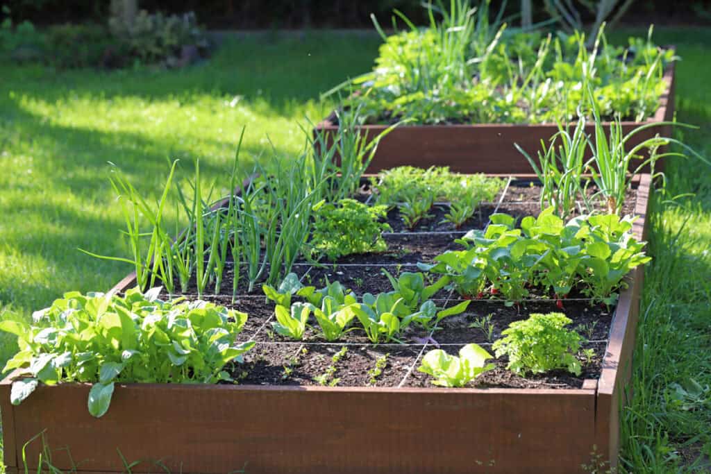 How Much Sun Do Vegetables Really Need? Easy Chart!