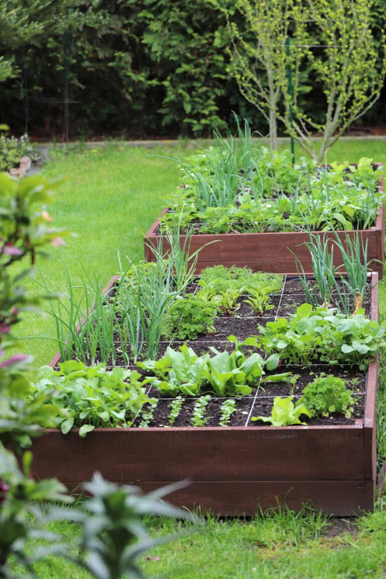 How Much Sun Do Vegetables Really Need? Easy Chart!