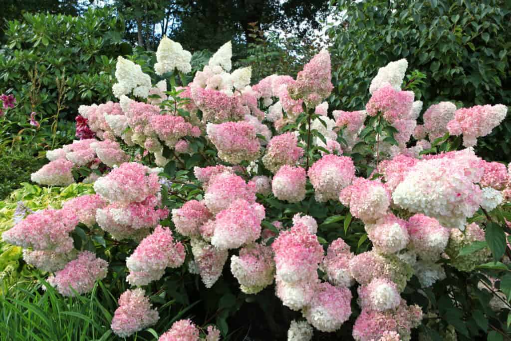 Hydrangeas After Blooming: Cut Back Or Leave Alone In Fall?