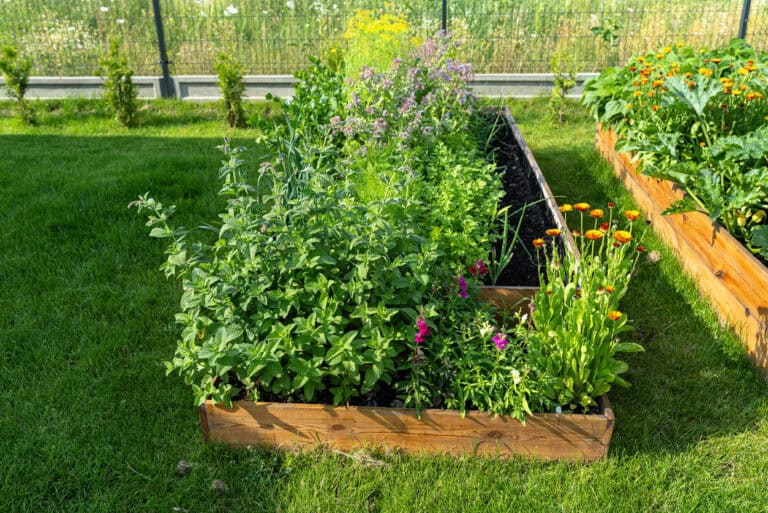 What To Plant In Shallow Raised Beds (Under 12 Inches Deep)