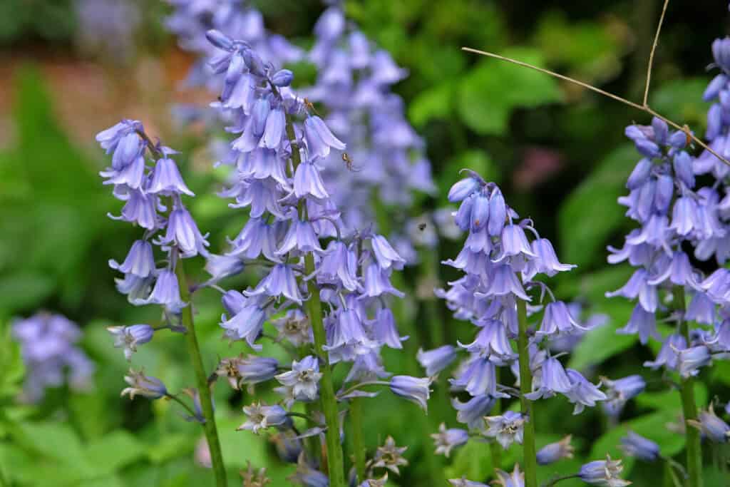 9 Common Garden Flowers That Are Incredibly Invasive
