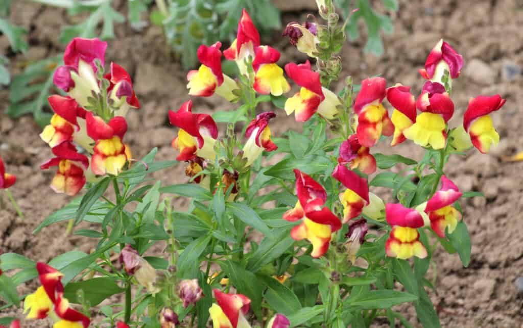 How to Deadhead Snapdragons for More Blooms All Summer