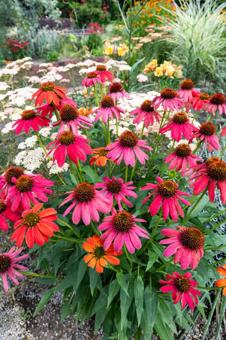14 Garden Plants You Almost Never Need to Water