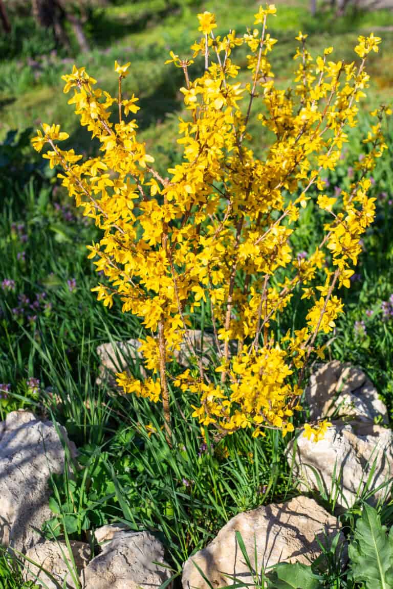 Spring Flower Maintenance Guide: What To Cut Back & What To Leave Alone