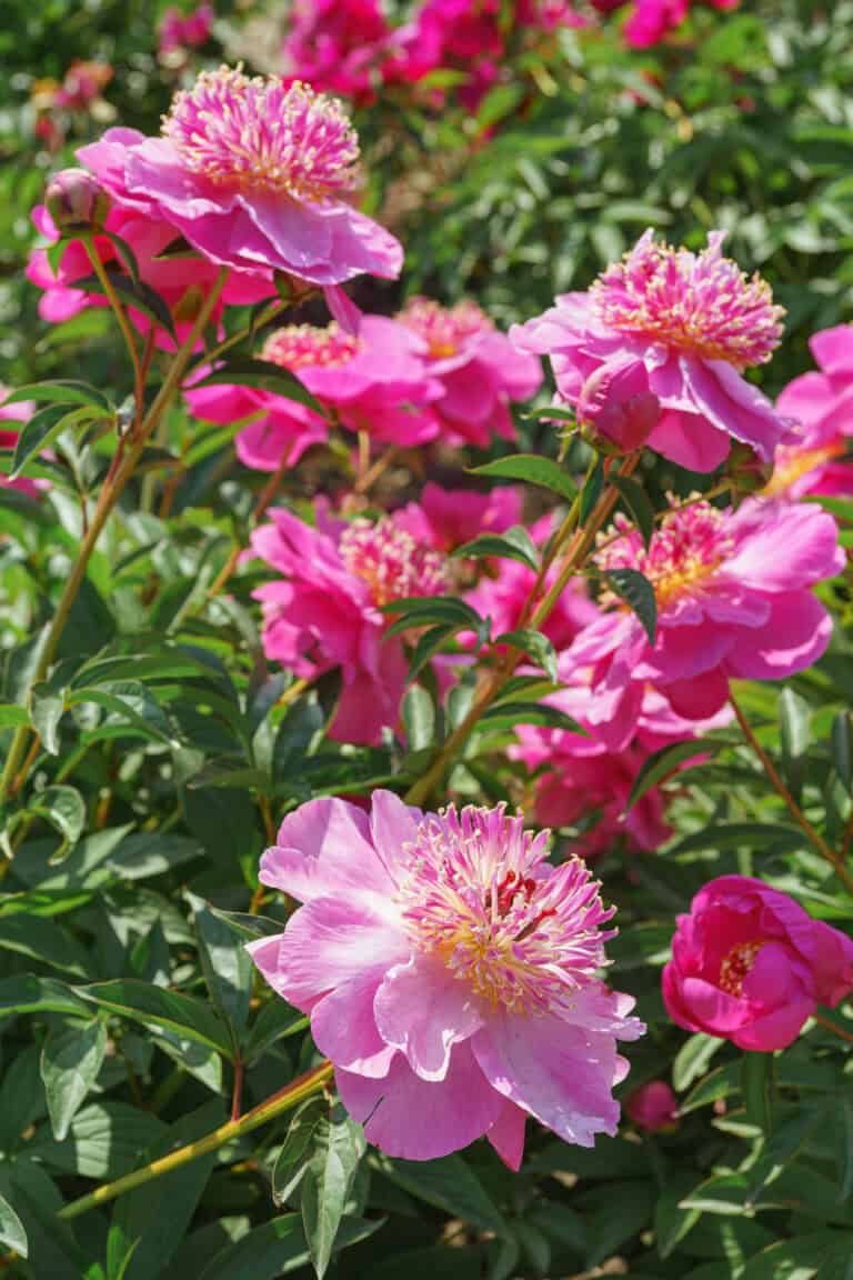 9 Perennials That Thrive For Decades & Bloom Every Year