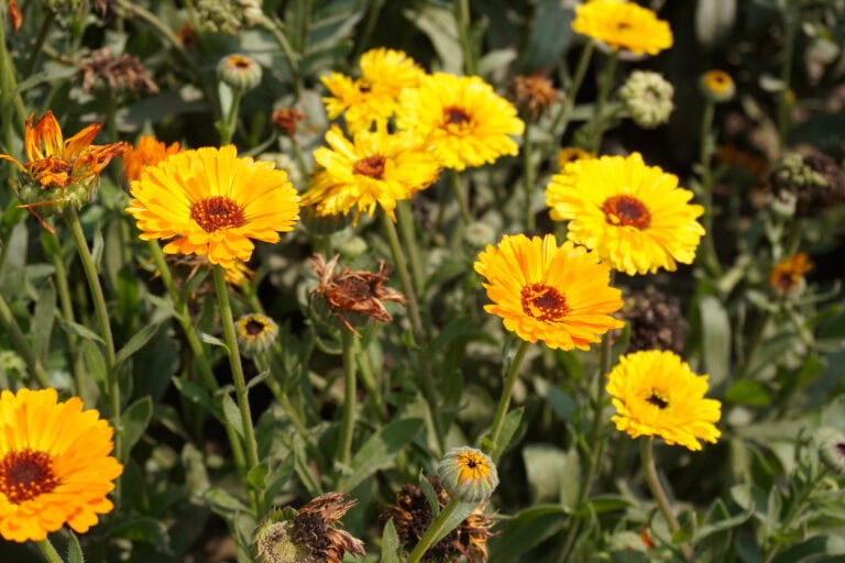 Why Calendula Is the Companion Plant Your Garden Needs