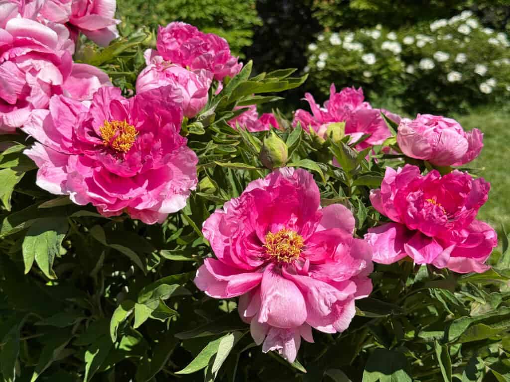 Spring Flower Maintenance Guide: What To Cut Back & What To Leave Alone