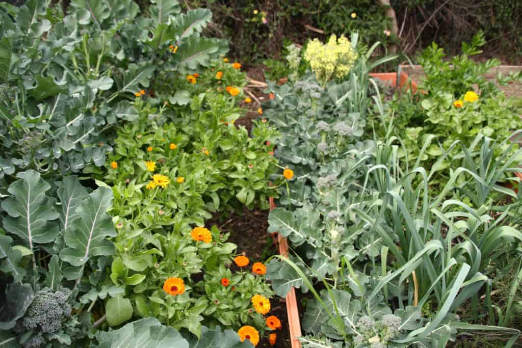 What To Plant In Shallow Raised Beds (Under 12 Inches Deep)