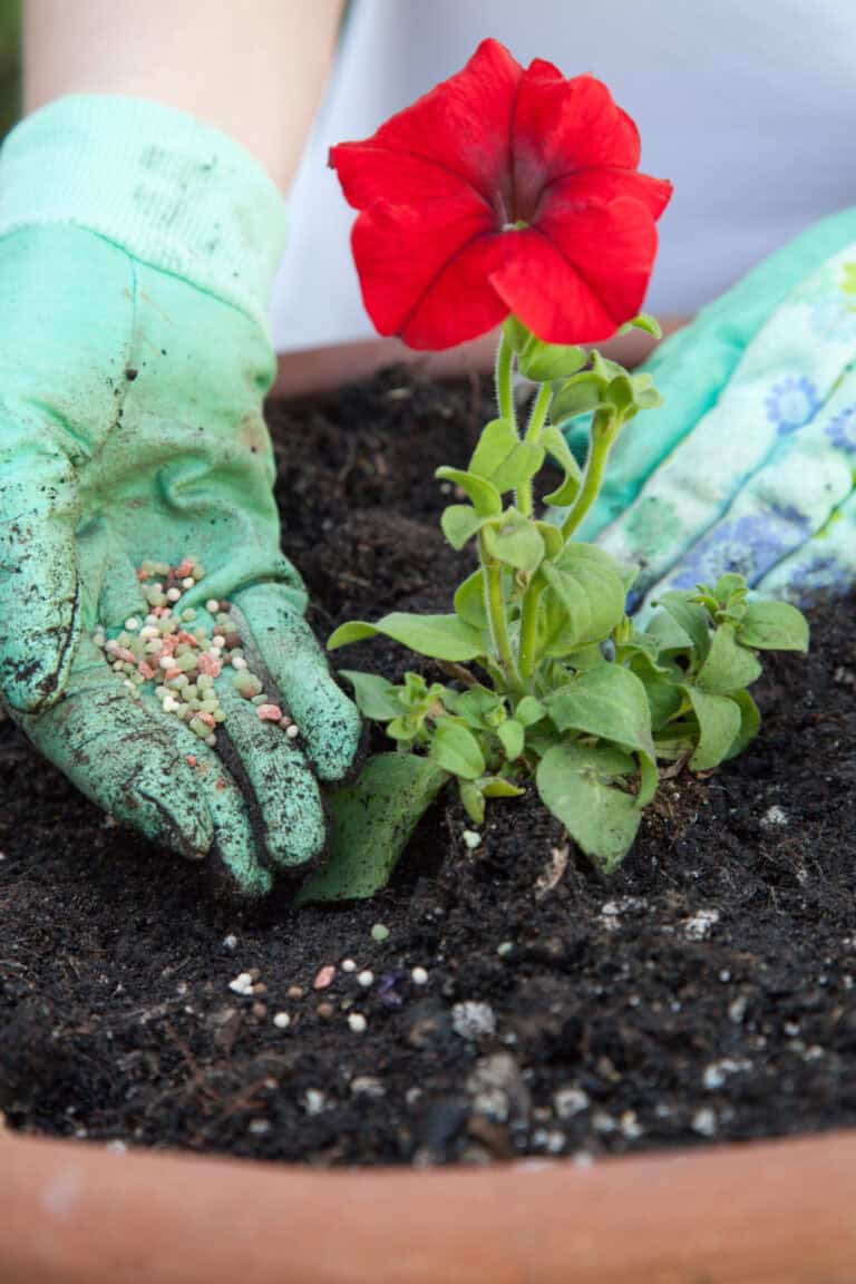 How To Fertilize Petunias For Continuous Blooms All Season
