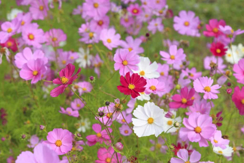 12 Fast-Blooming Flowers That Burst Into Color In Under 60 Days