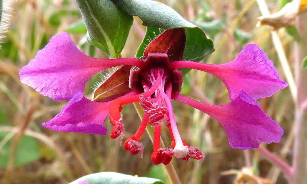 12 Fast-Blooming Flowers That Burst Into Color In Under 60 Days