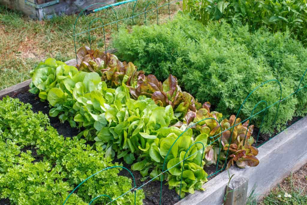 What To Plant In Shallow Raised Beds (Under 12 Inches Deep)