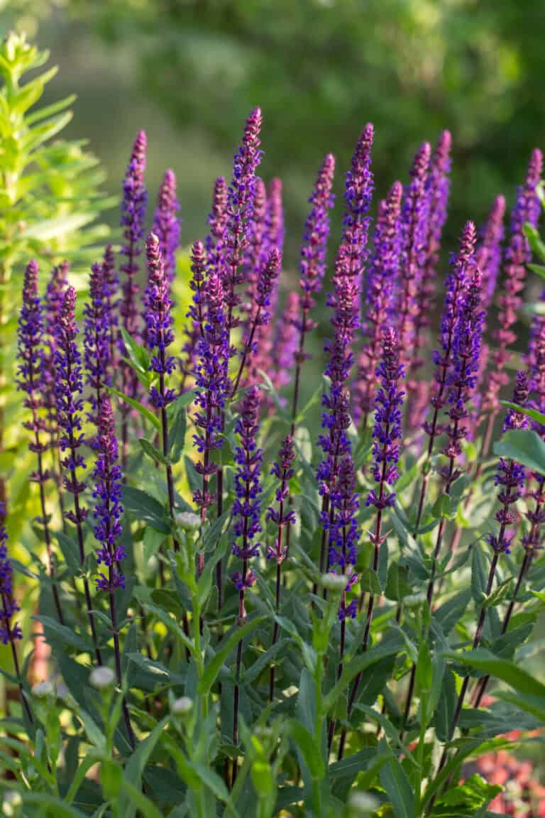 11 Perennials That Bloom Again If You Cut Them Back Mid-Summer