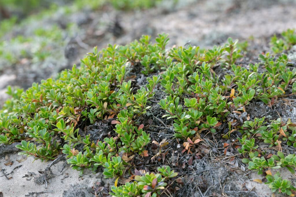 11 Native Ground-covers That Beat Invasive Spreaders (And Look Just as ...
